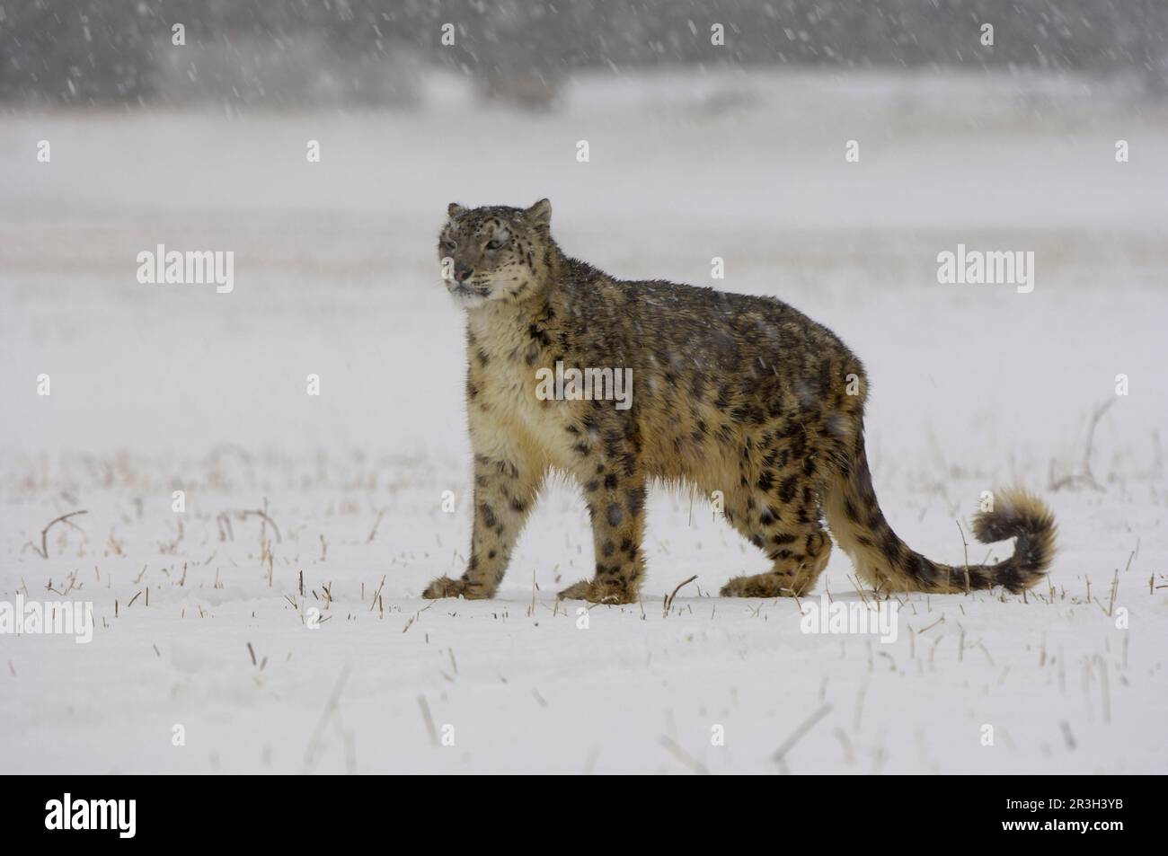 Snow leopard side view hi-res stock photography and images - Alamy