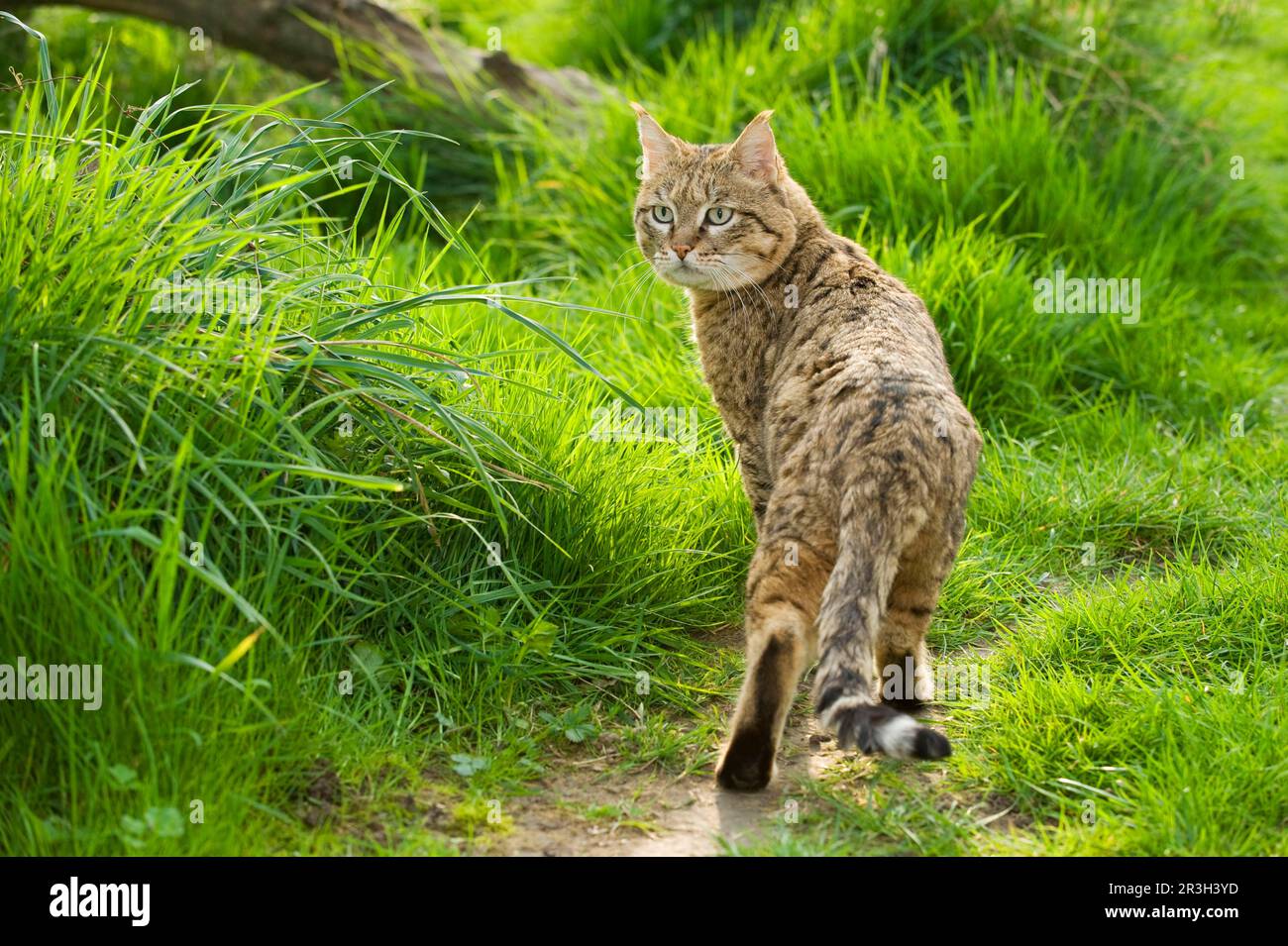 Asian wild cat, asiatic wildcats (Felis silvestris ornata) Steppenkatze ...