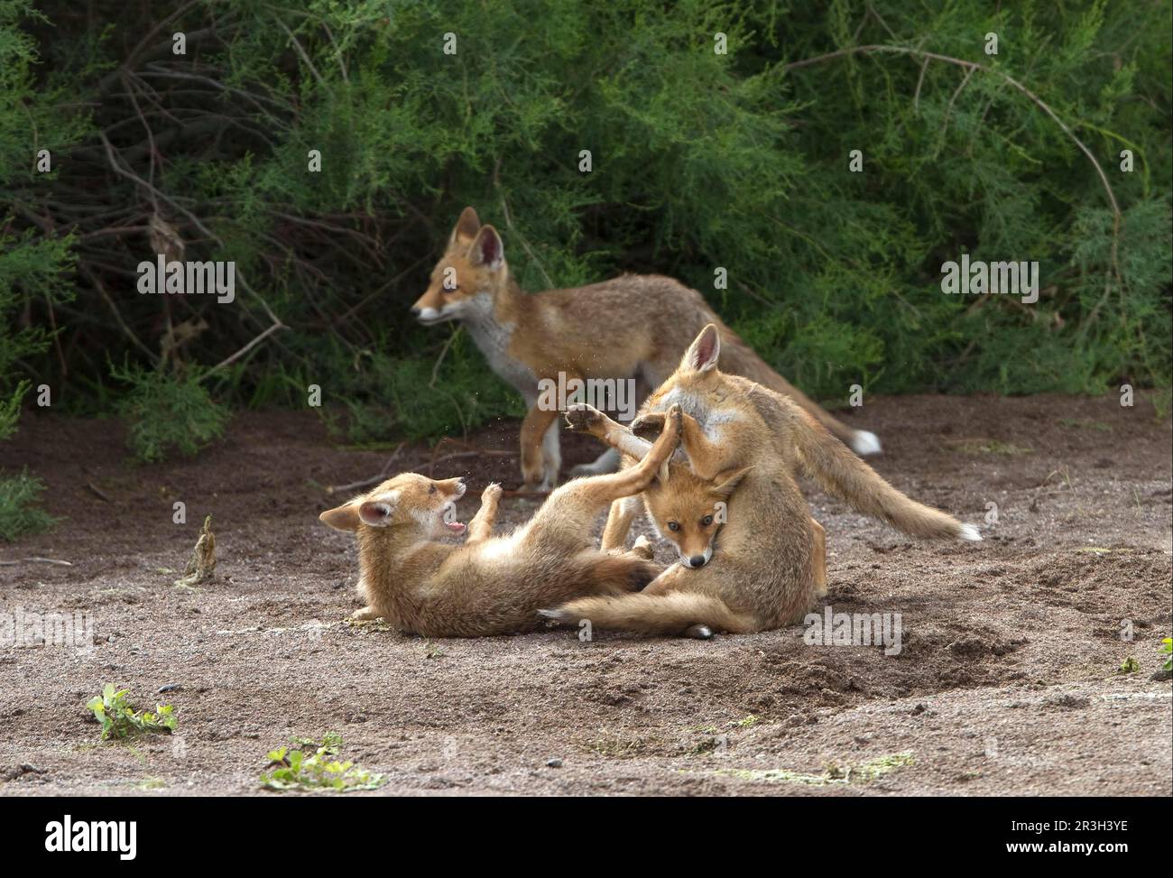 Red fox, red foxes, fox, foxes, canines, predators, mammals, animals ...