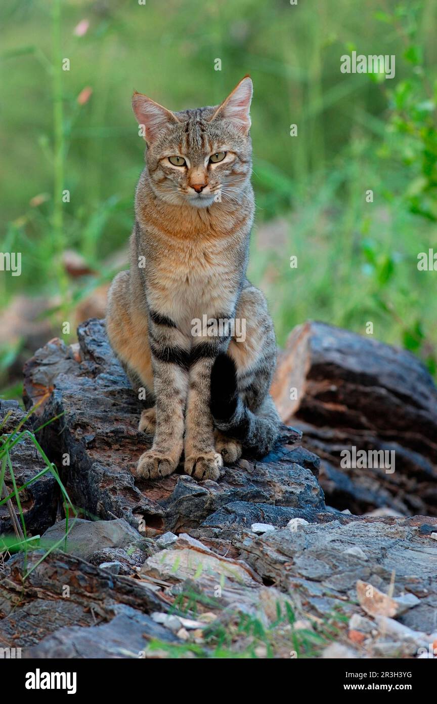 African wildcats (Felis silvestris lybica), falcon cat, falcons ...