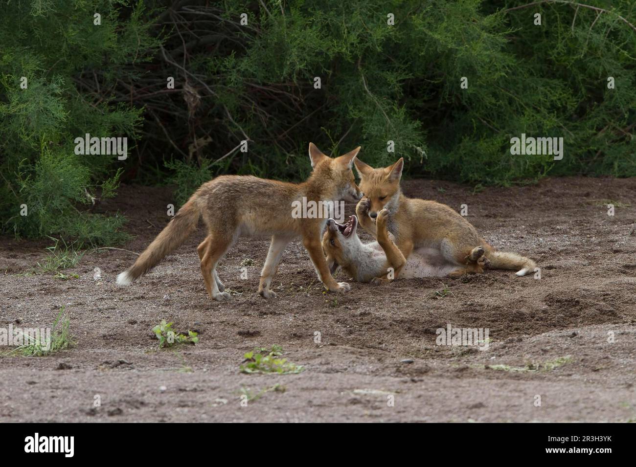 Red fox, red foxes, fox, foxes, canines, predators, mammals, animals ...