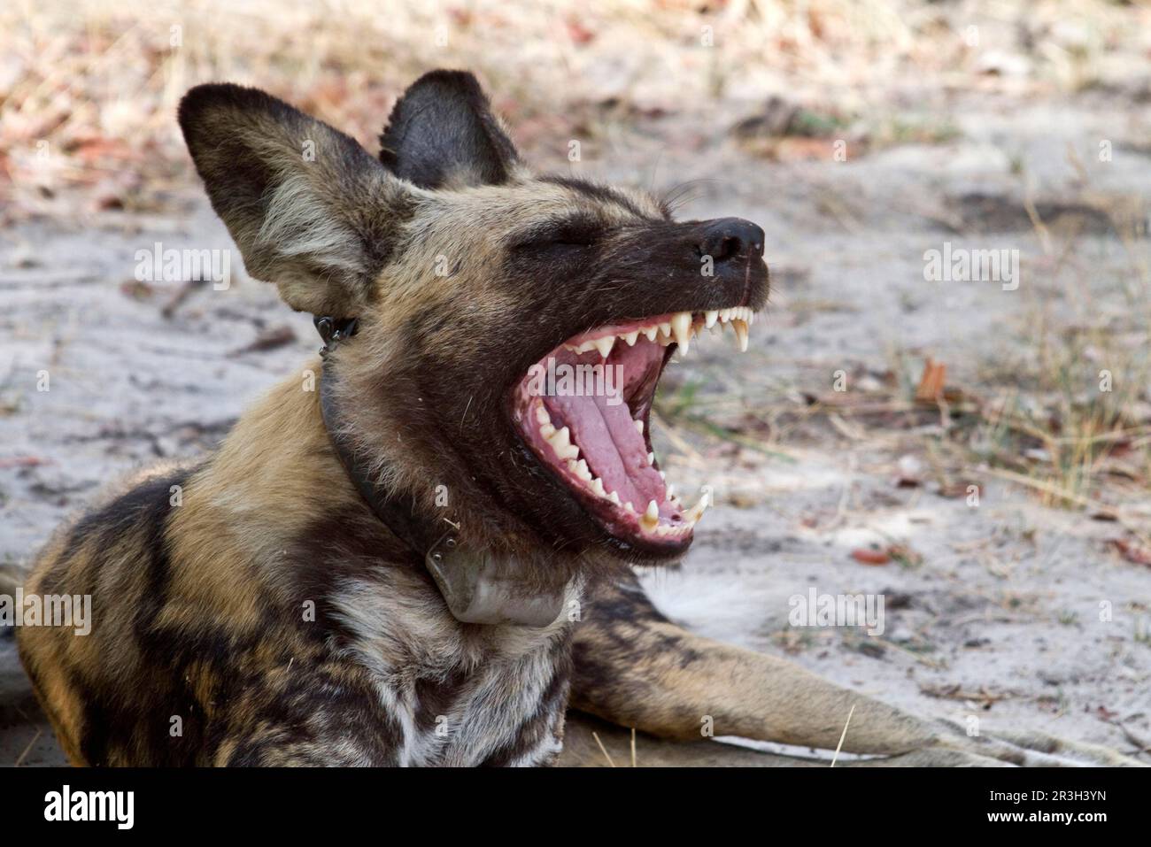 African wild dog (Lycaon pictus), Canine species, Predators, Mammals ...