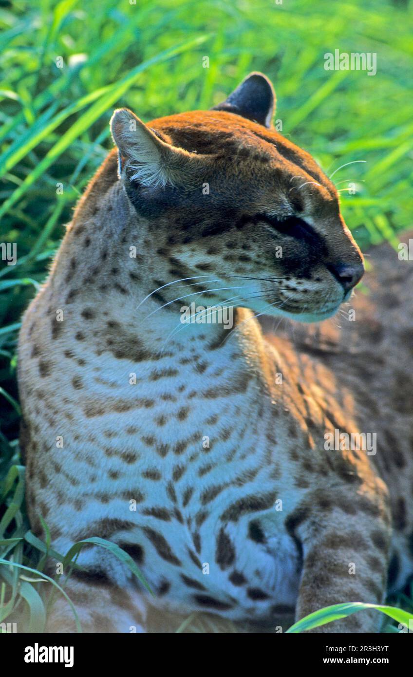 African golden cat (Profelis aurata) auratan golden cat golden cats ...