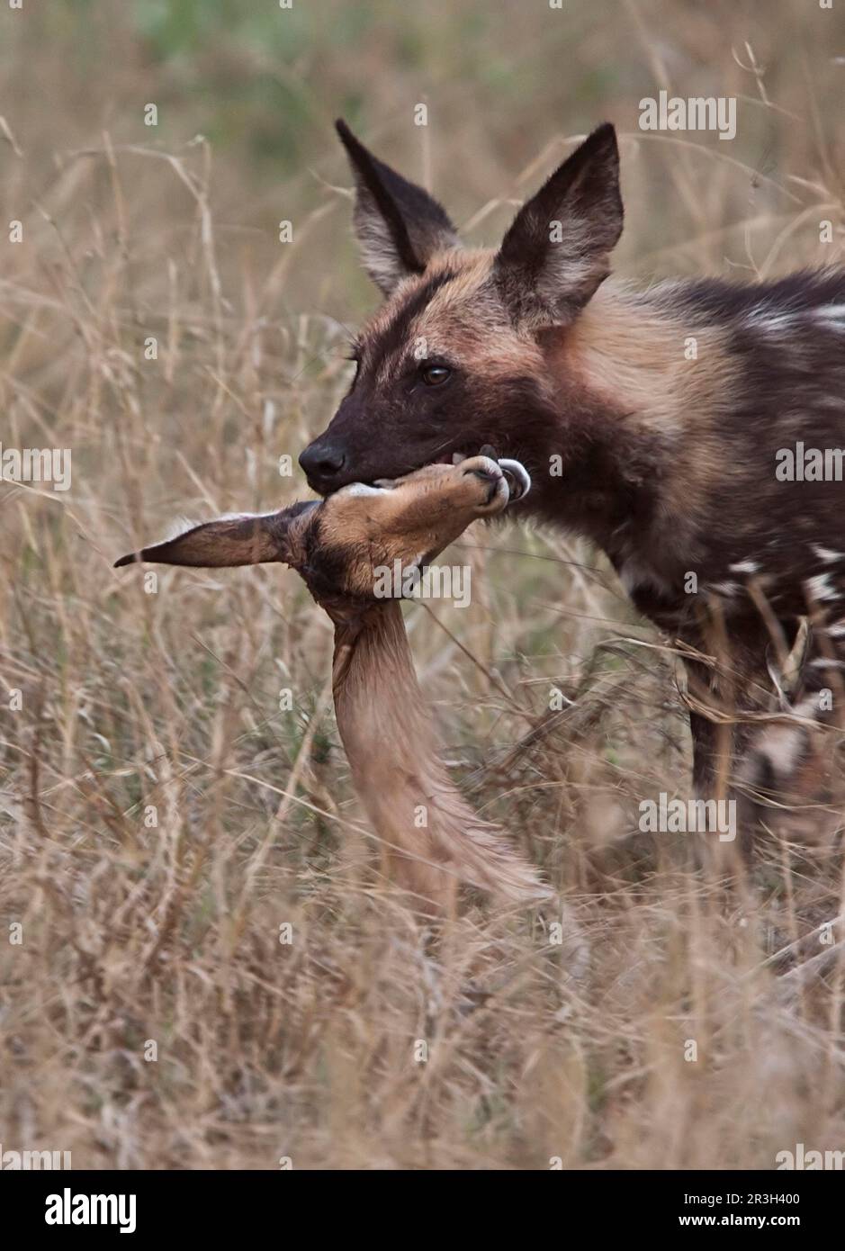 African wild dog (Lycaon pictus), Canine species, Predators, Mammals ...
