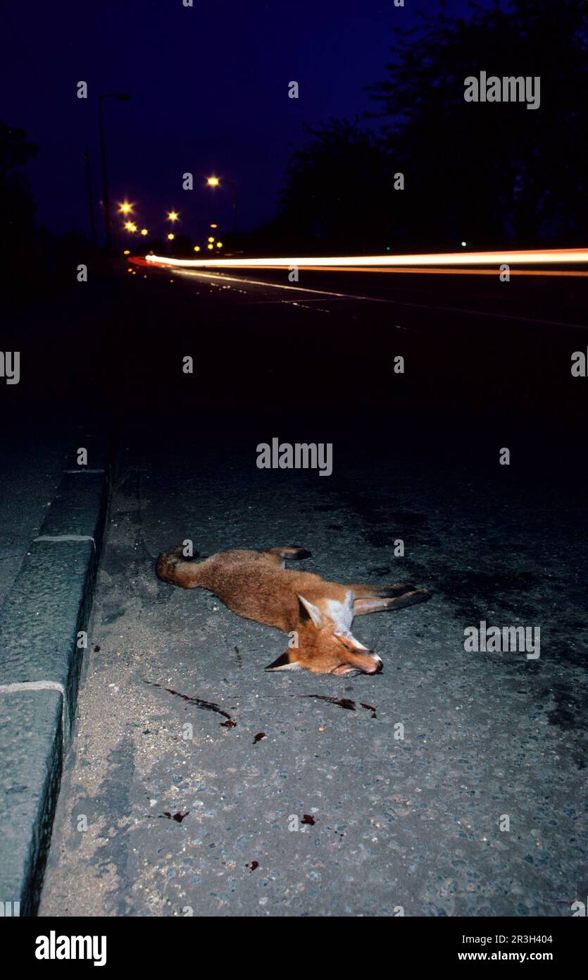 Red fox, red foxes (Vulpes vulpes), red foxes, fox, foxes, canines ...