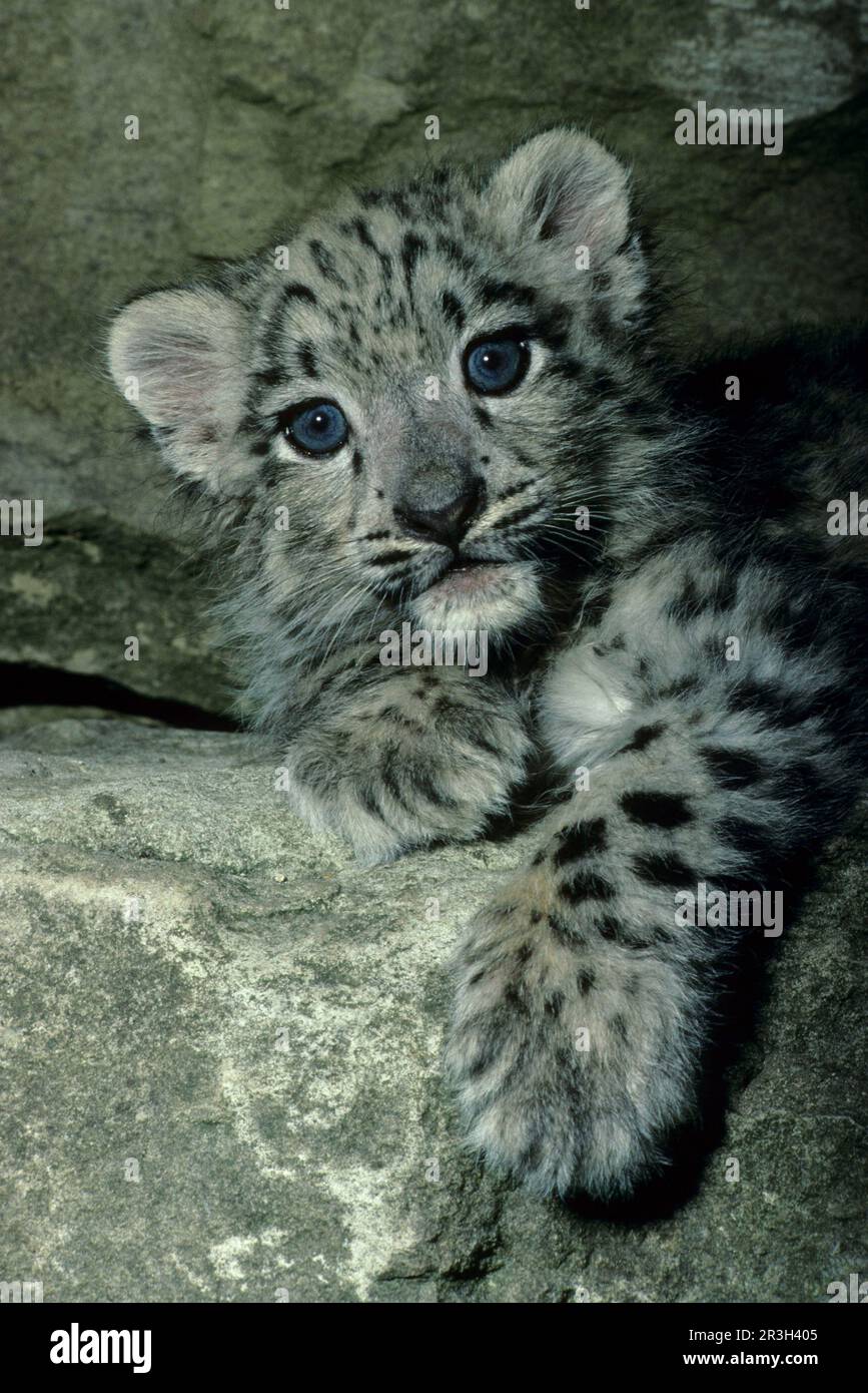 Snow leopard (Panthera uncia) Close-up of the cubs' head and forelegs ...