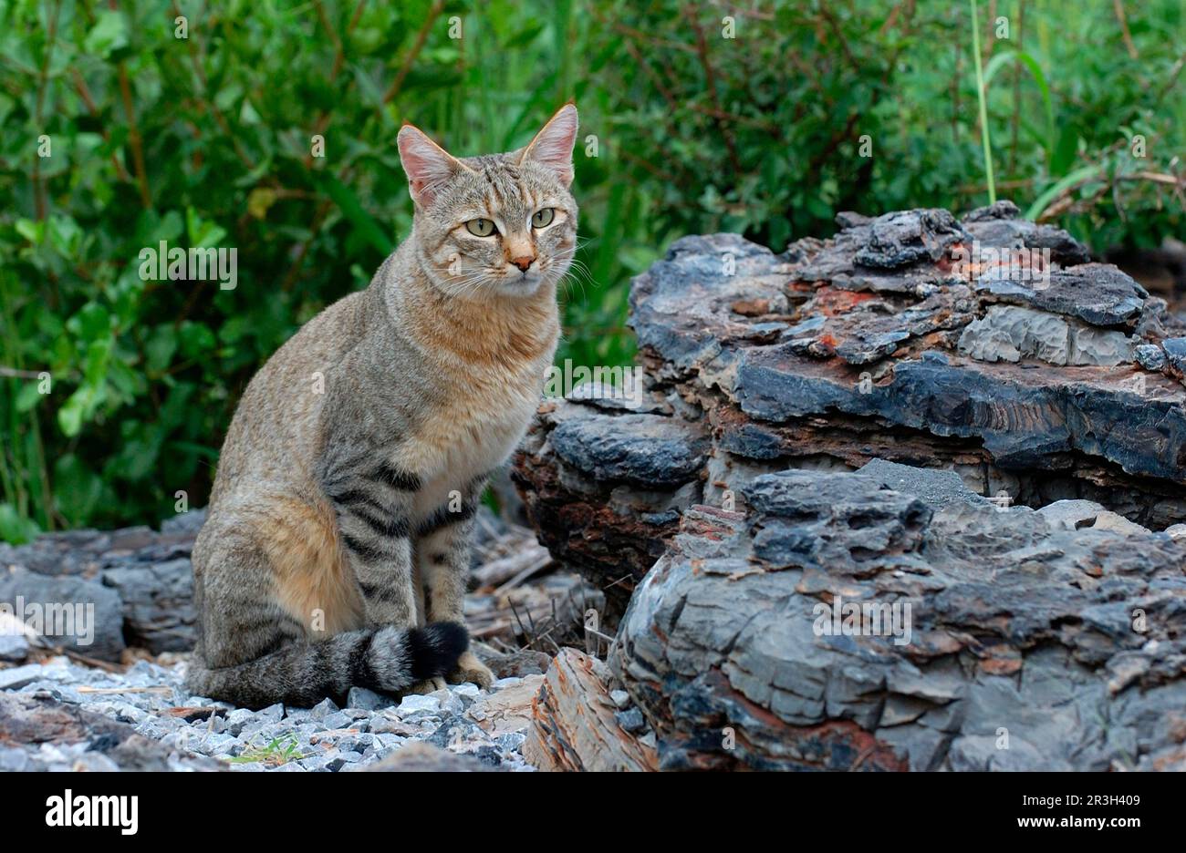 African wildcats (Felis silvestris lybica), falcon cat, falcons ...
