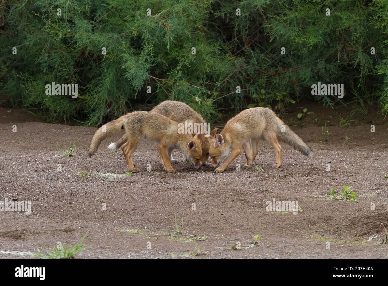 Red fox, red foxes, fox, foxes, canines, predators, mammals, animals ...