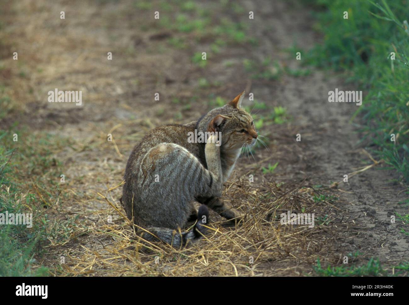 African wildcats (Felis silvestris lybica), falcon cat, falcate cats ...
