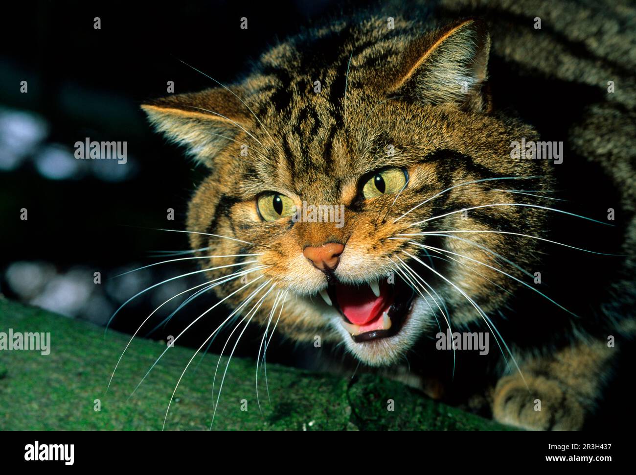 Scottish wildcat animal hi-res stock photography and images - Alamy
