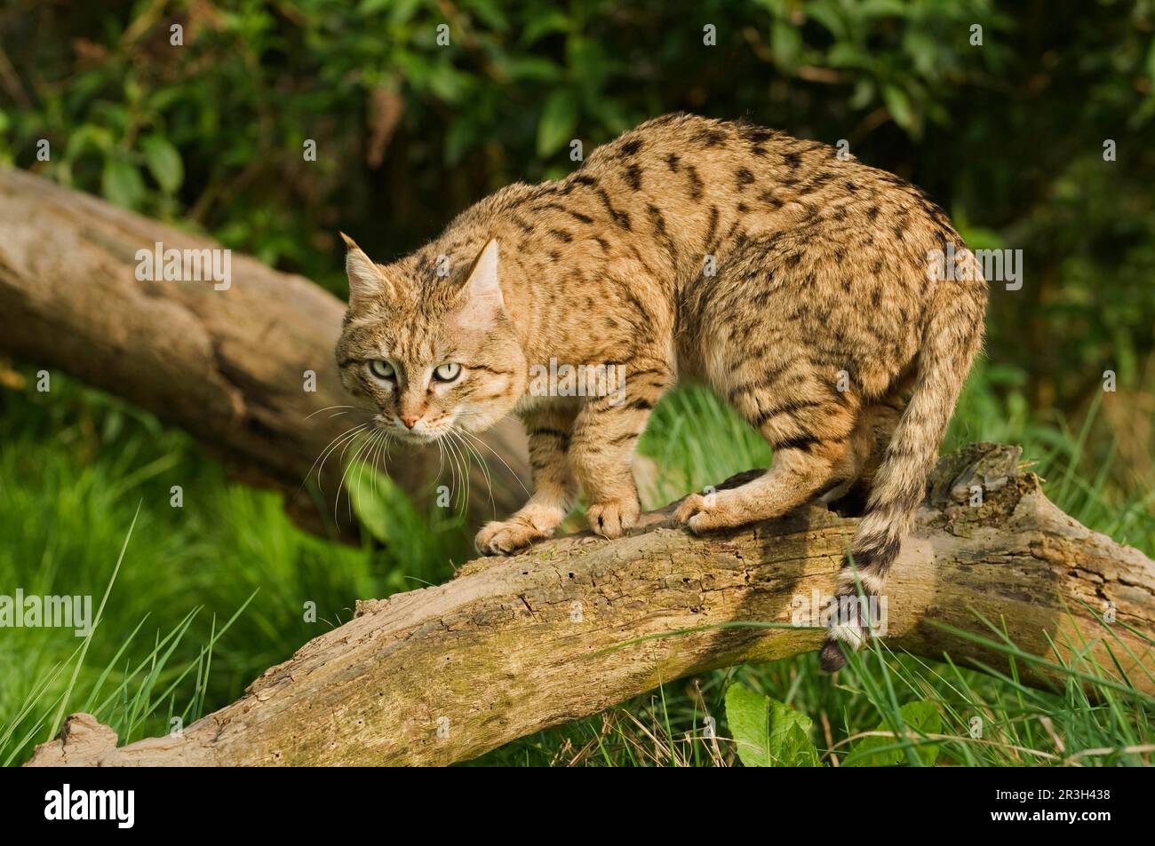 Asiatic wildcat hi-res stock photography and images - Alamy