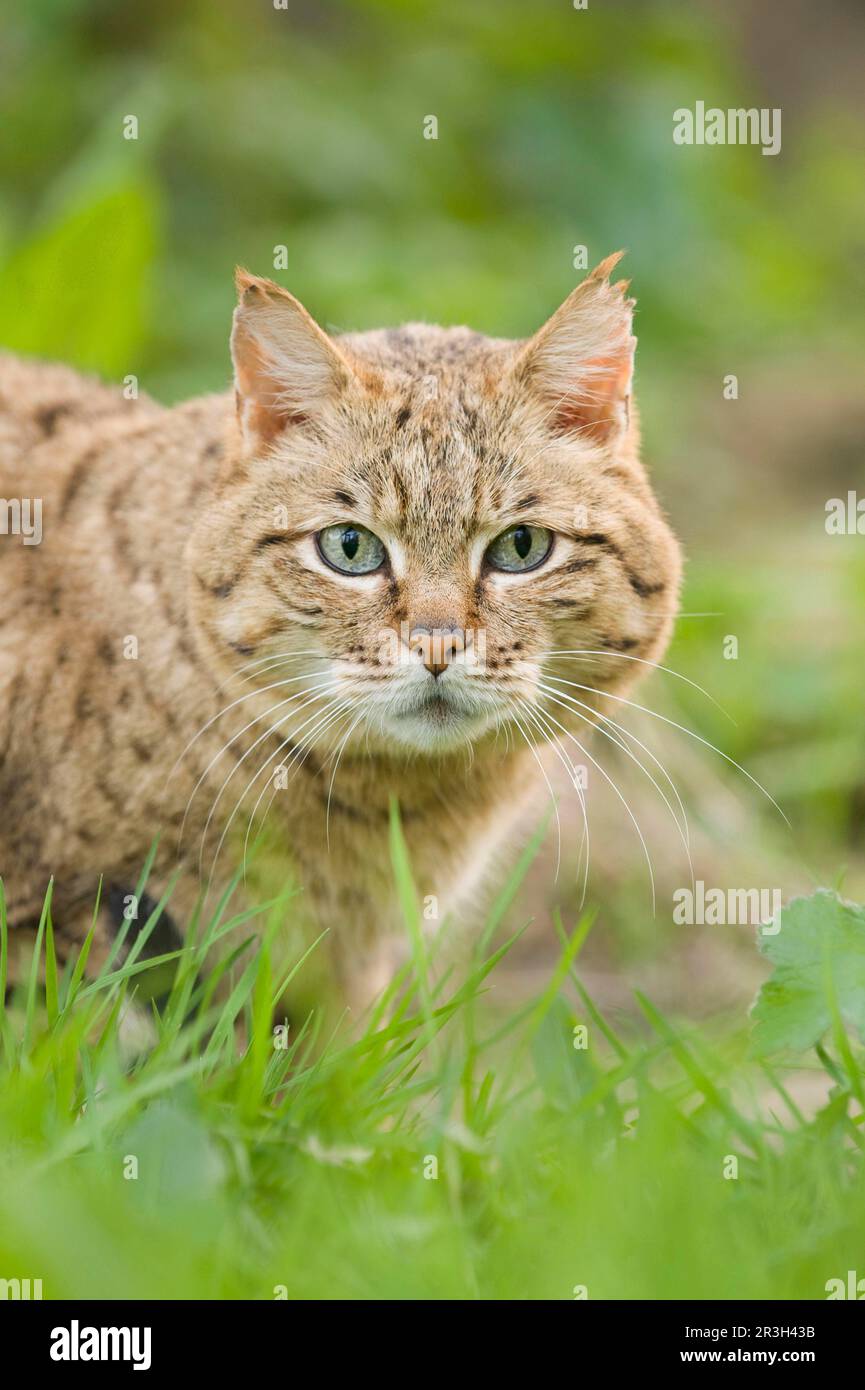 Asian wild cat, asiatic wildcats (Felis silvestris ornata) steppe cat ...