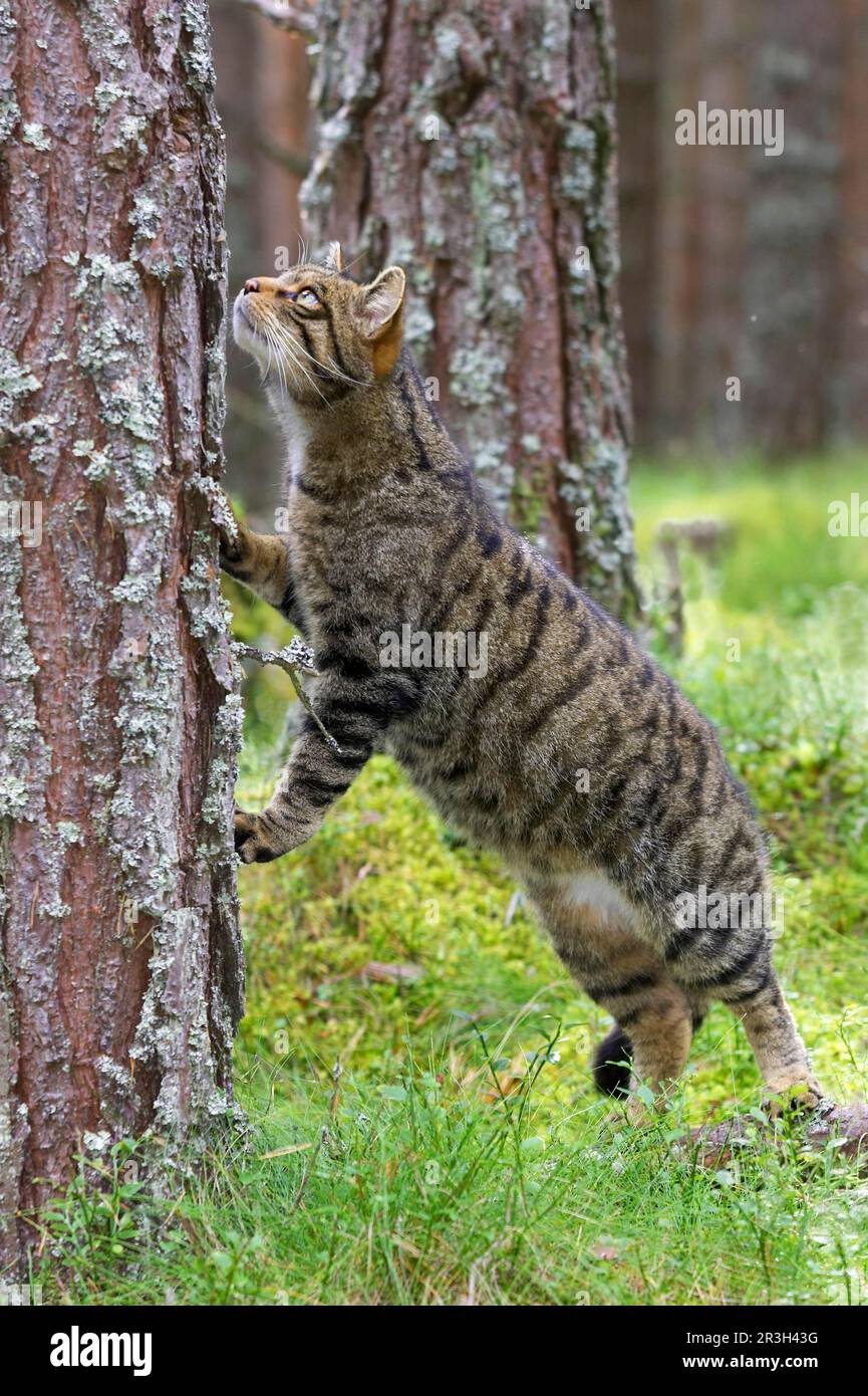 Scottish wildcat tree hi-res stock photography and images - Alamy