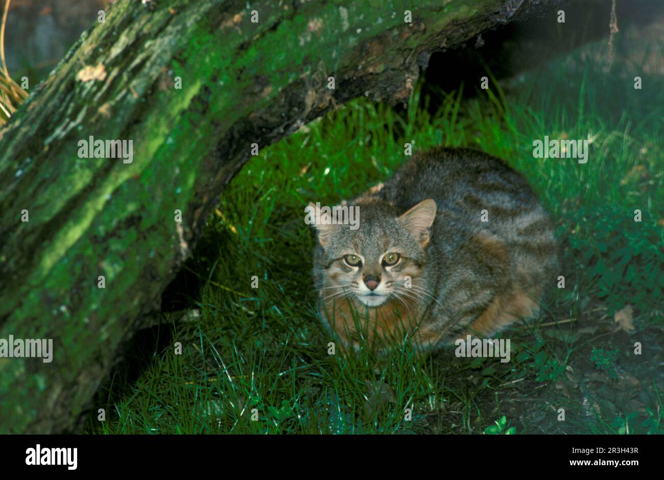 Pampas cat (Leopardus colocolo), Colocolos, Pampas cat, Pampas cats ...