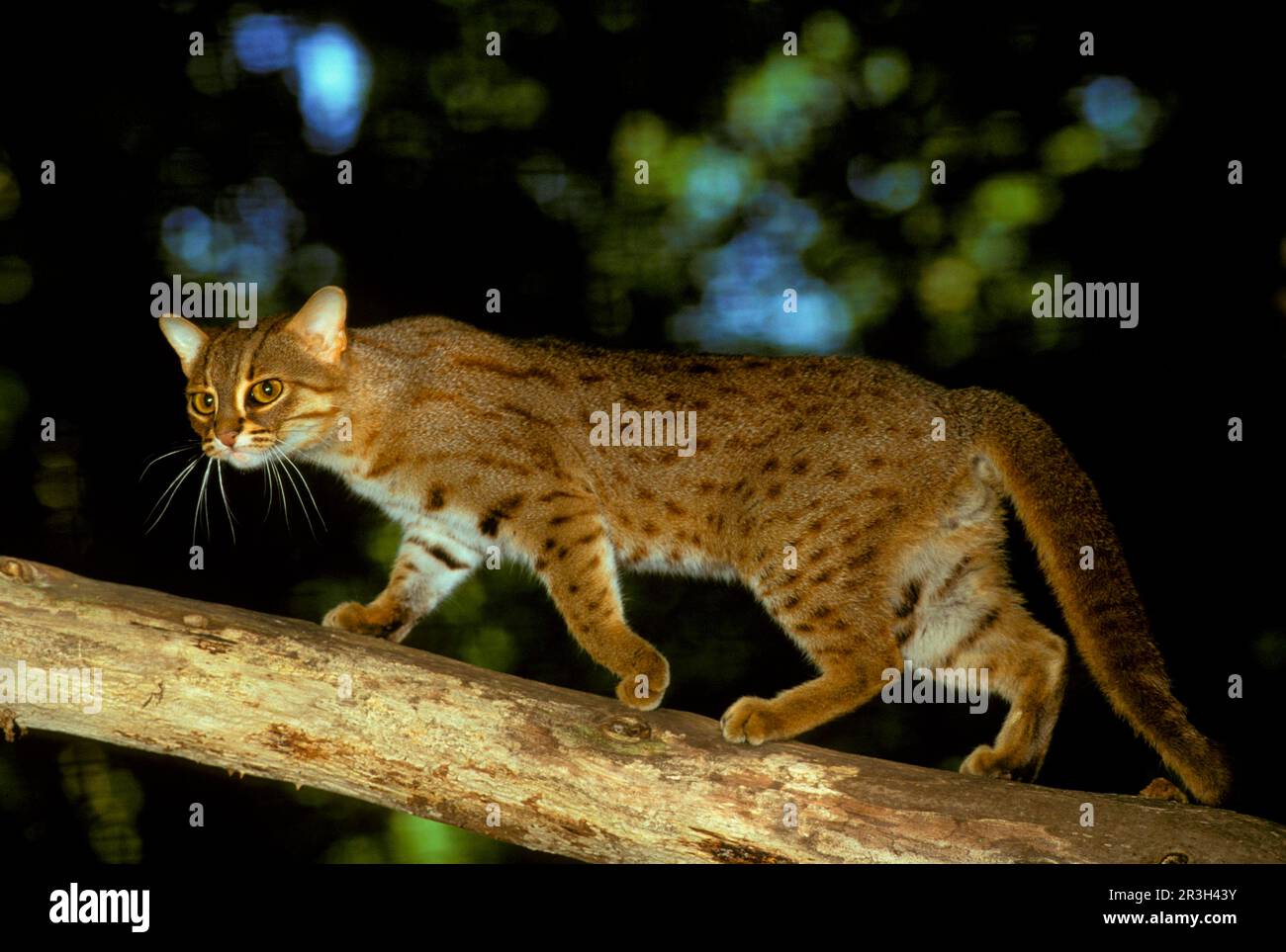 Rusty-spotted cat (Prionailurus rubiginosus), Rusty cats, predators ...