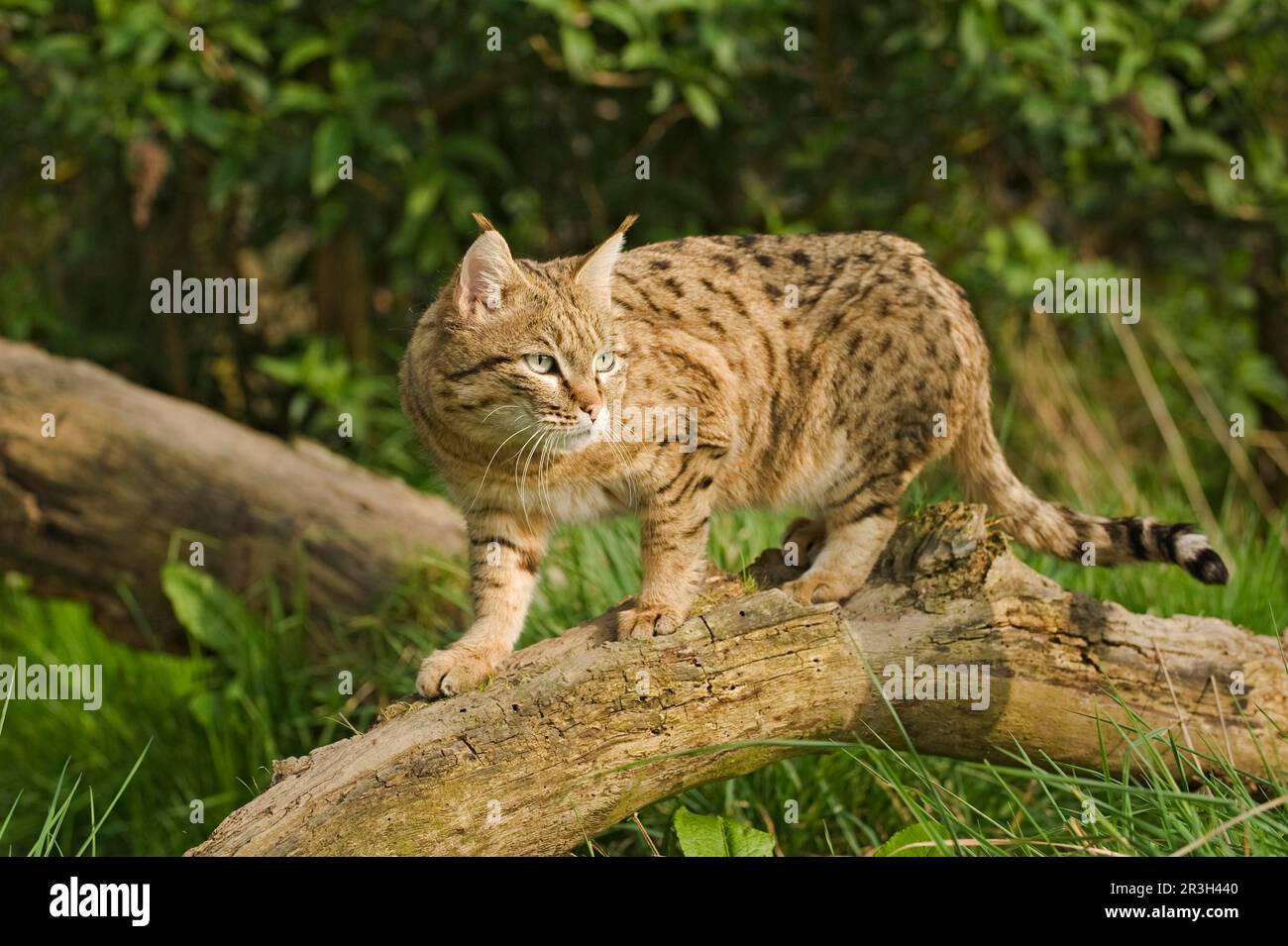Asian wild cat, asiatic wildcats (Felis silvestris ornata) Steppenkatze ...