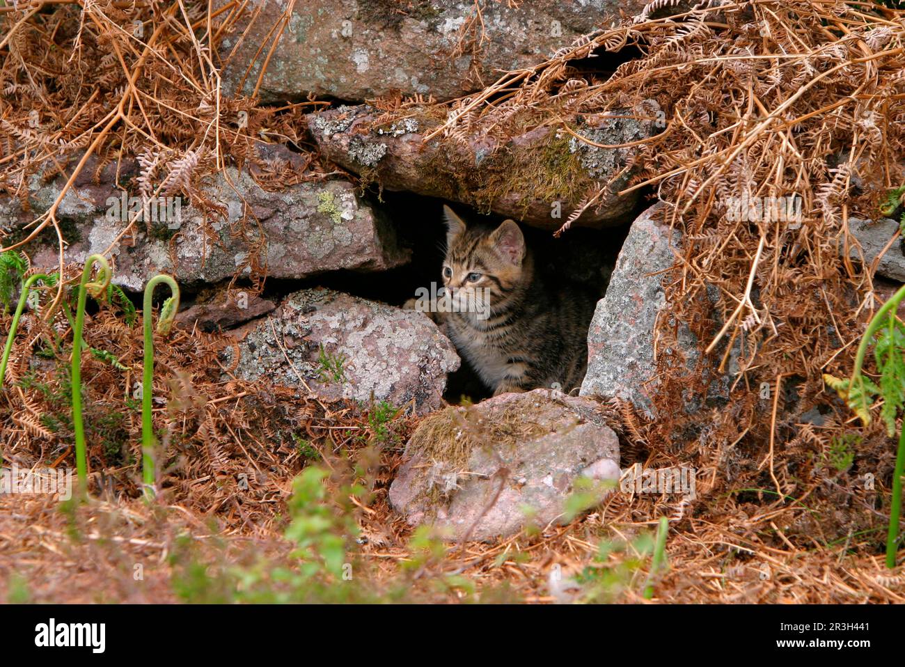Scottish wildcat kitten scotland hi-res stock photography and images ...