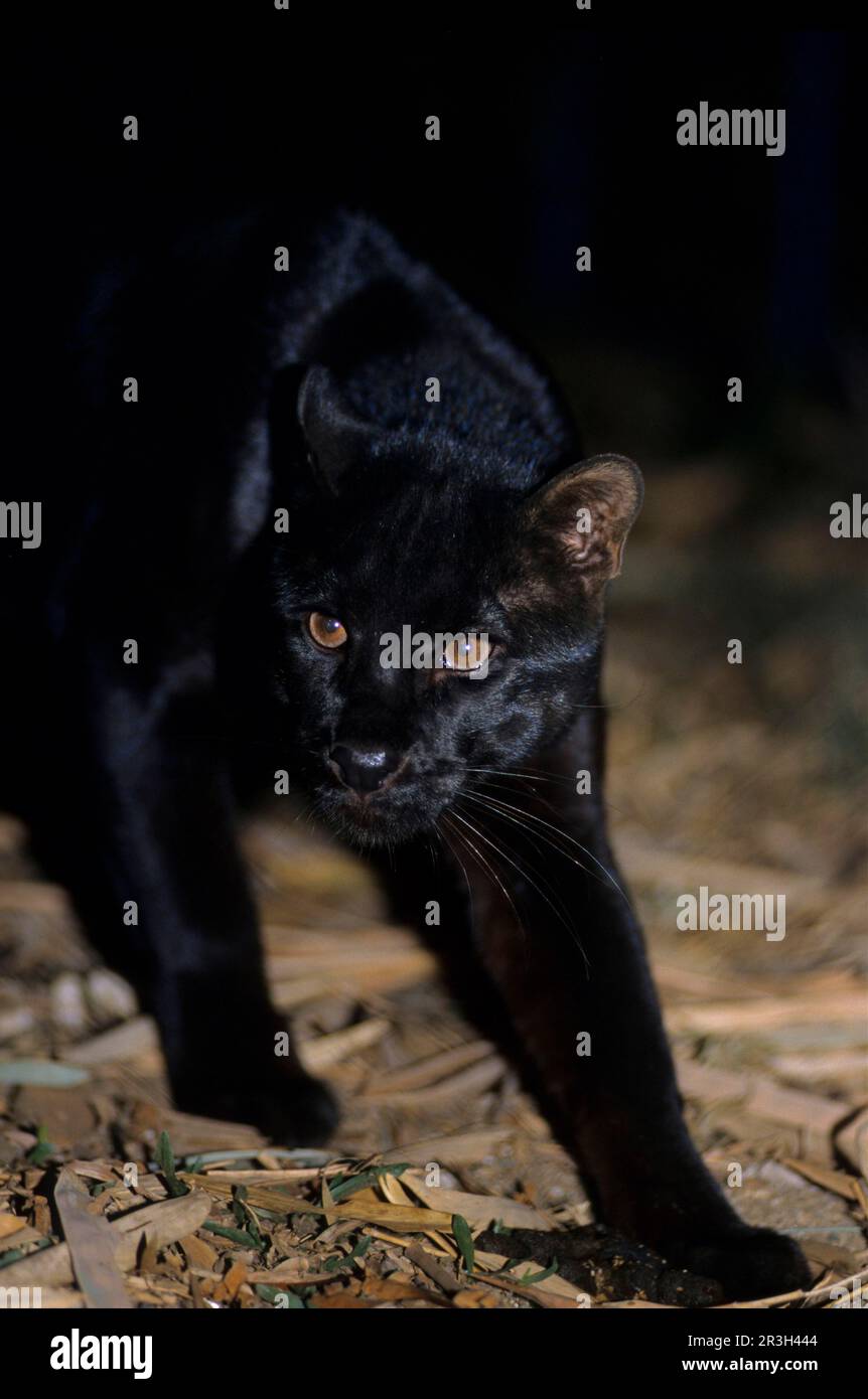 Black asian golden cat hi-res stock photography and images - Alamy