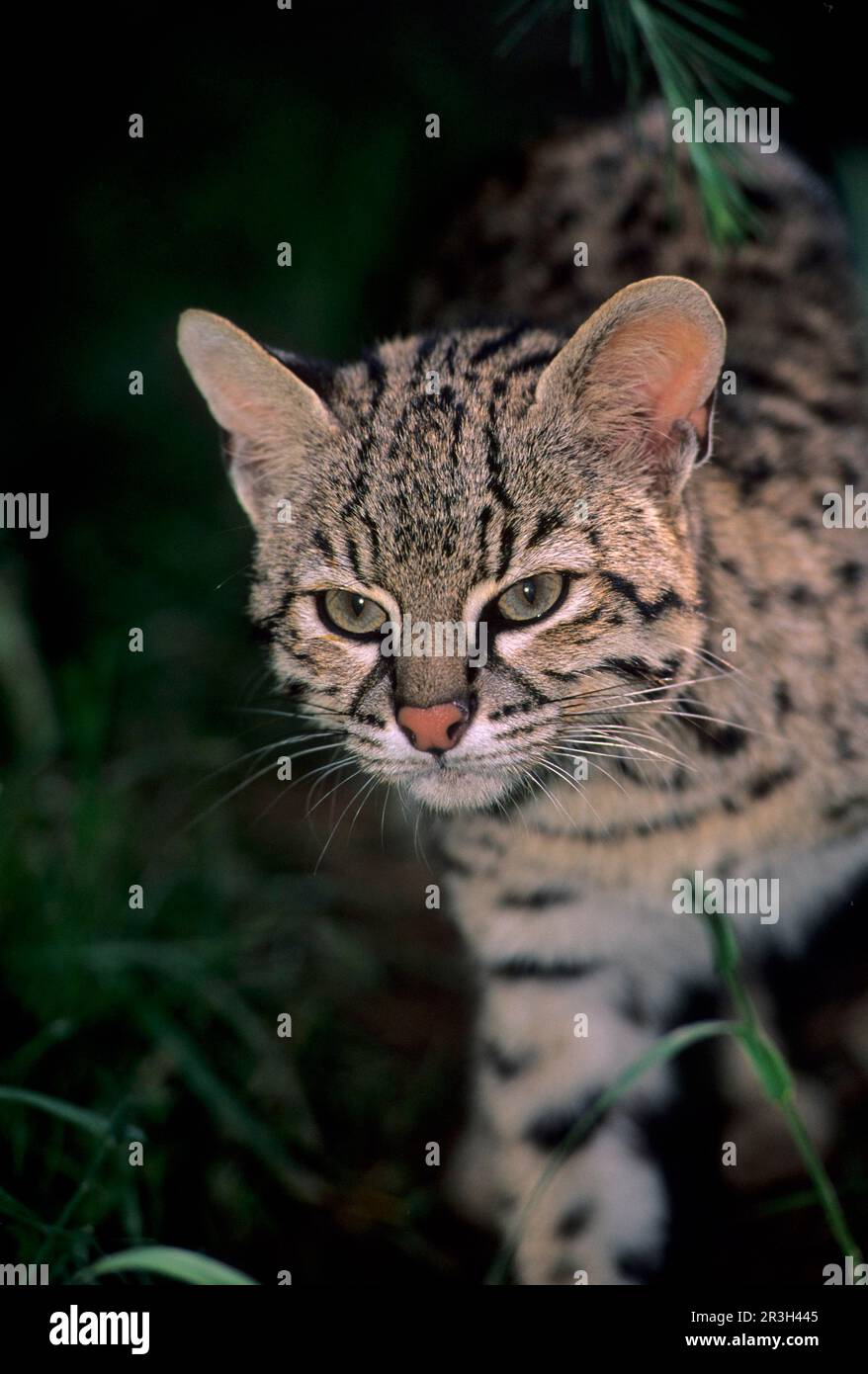 Salty cats hi-res stock photography and images - Alamy