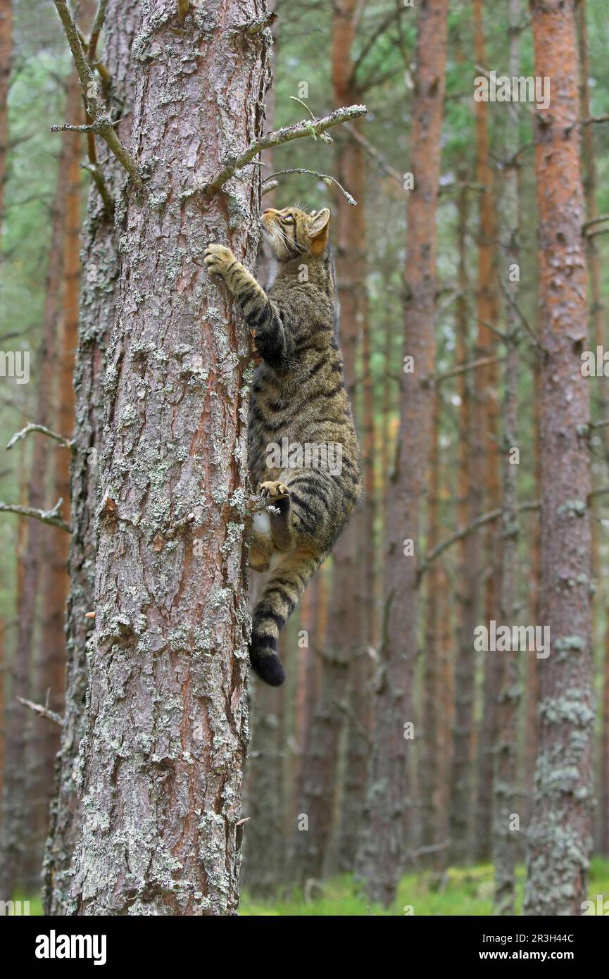 European Wild Cat (Felis silvestris) adult, climbing up tree, in pine ...