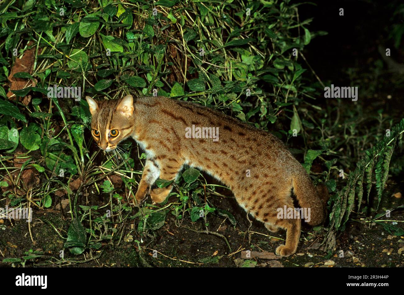 Rusty-spotted cat (Prionailurus rubiginosus), Rusty cats, predators ...