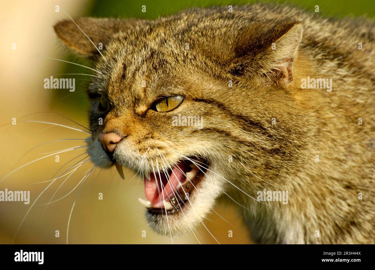 European wild cat, European wildcats (Felis silvestris), predators ...