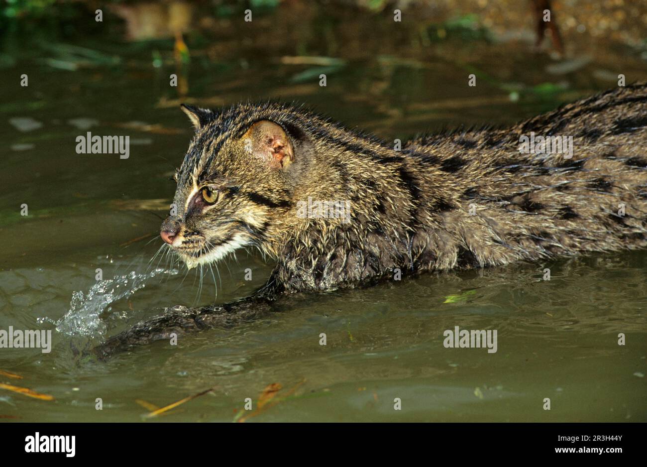 Prionailurus viverrina, Felis viverrinus, fishing cats (Prionailurus ...