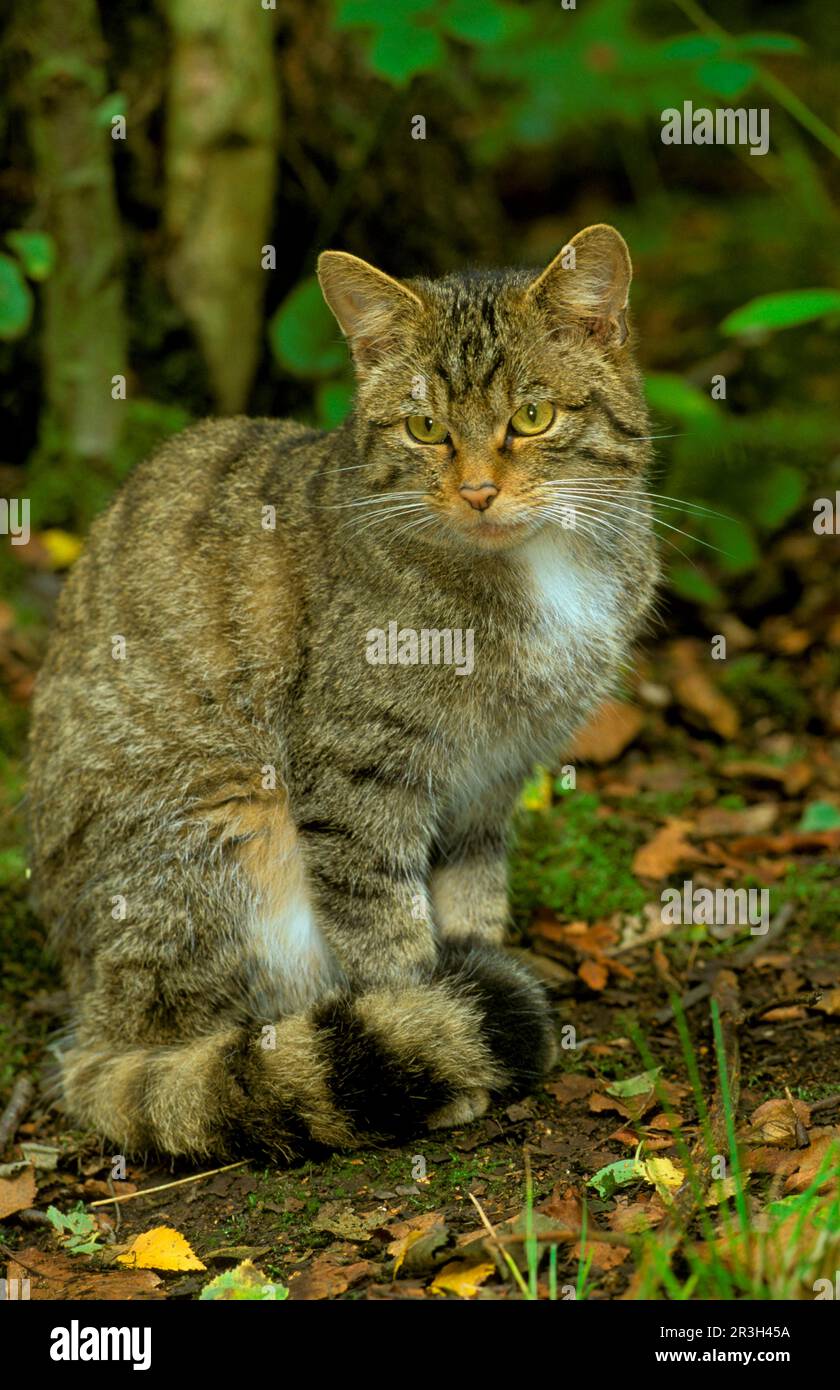 Scottish Wild Cat, Scottish wildcats (Felis silvestris), European Wild ...