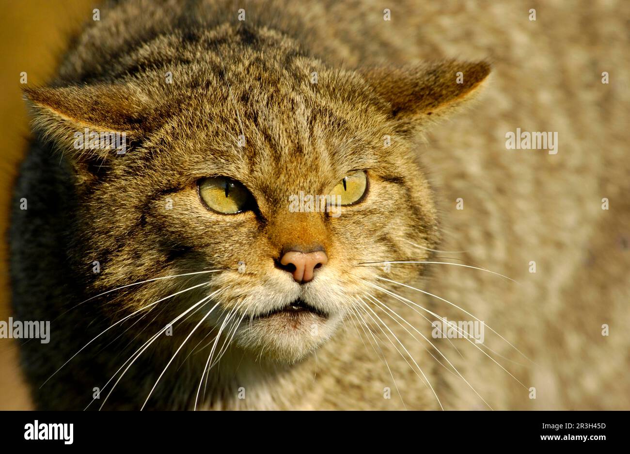 European wild cat, European wildcats (Felis silvestris), predators ...