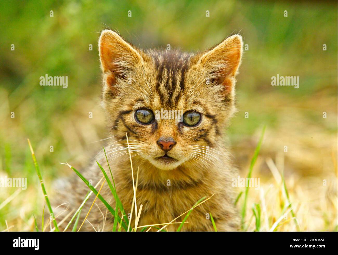 Scottish wild cat, Scottish wild cats, European wild cat, European wild ...