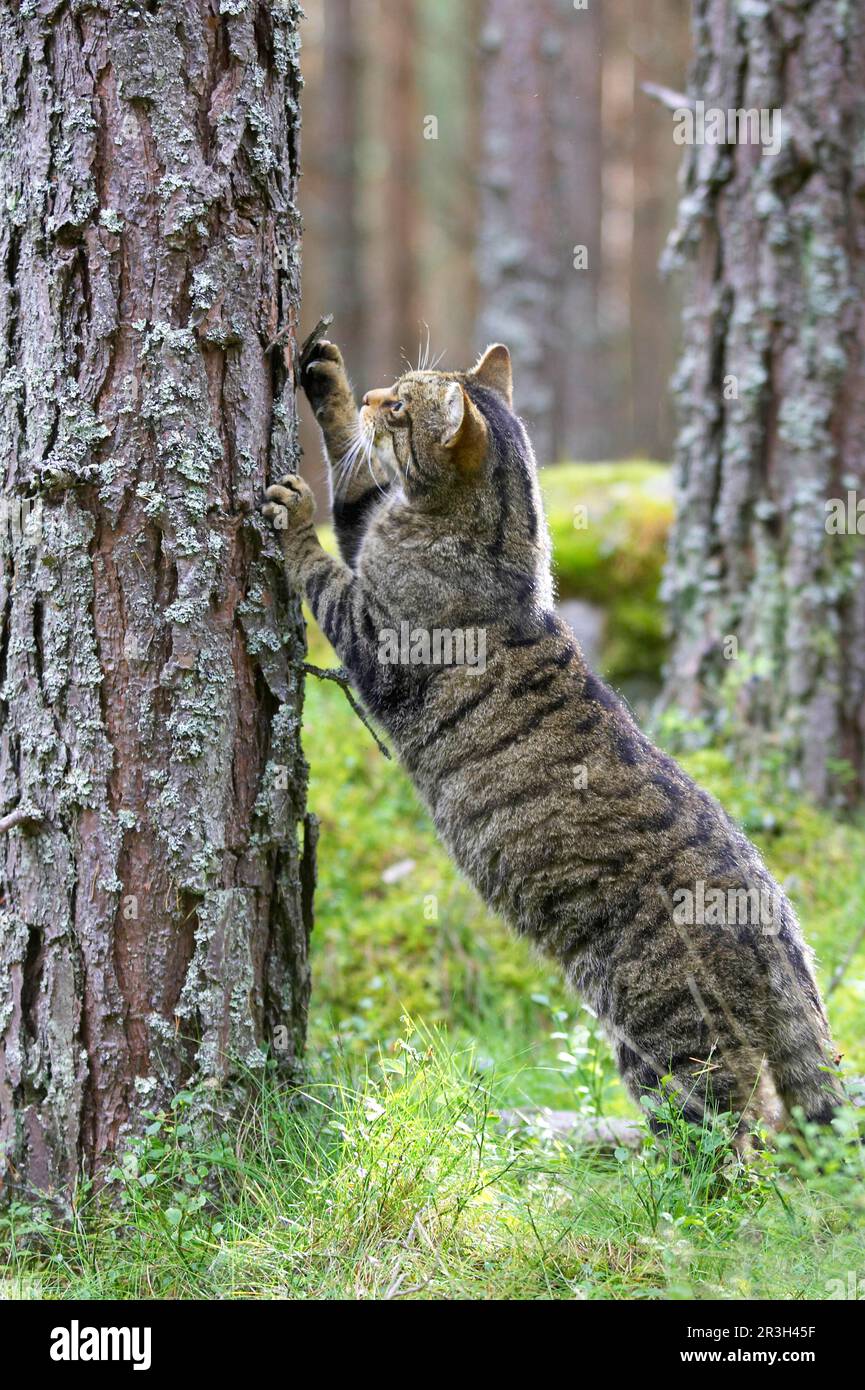 Scottish wildcat tree hi-res stock photography and images - Alamy