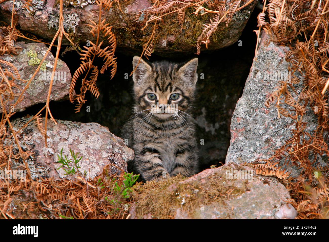Scottish wild cat, Scottish wildcats (Felis silvestris), European wild ...