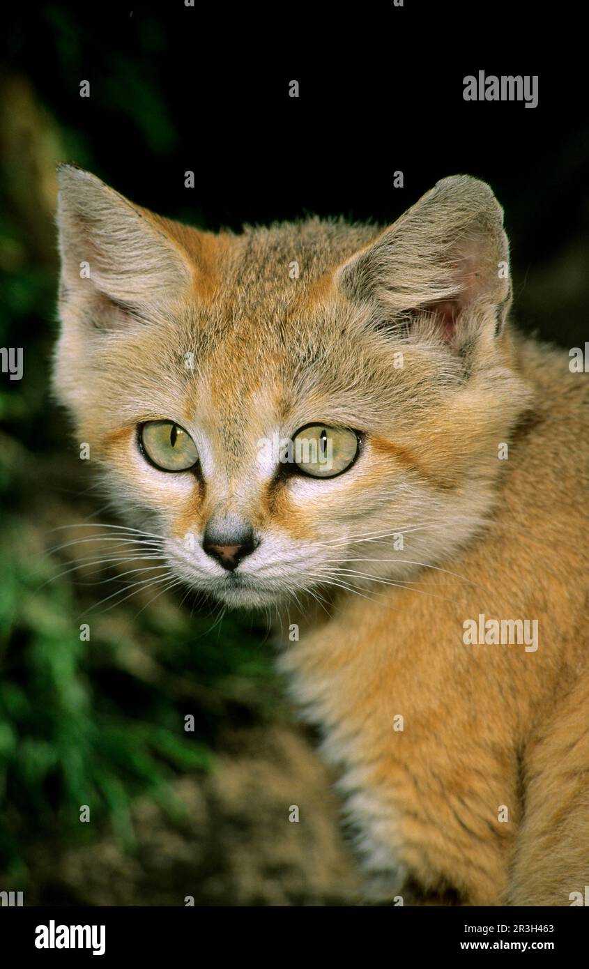 Sand Cat In The Desert