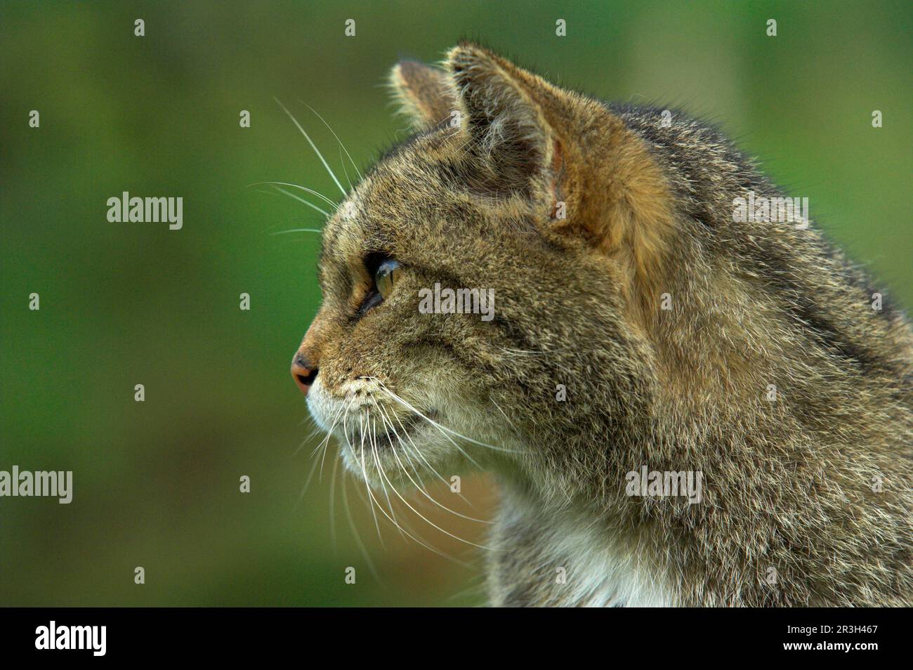 European wild cat profile hi-res stock photography and images - Alamy