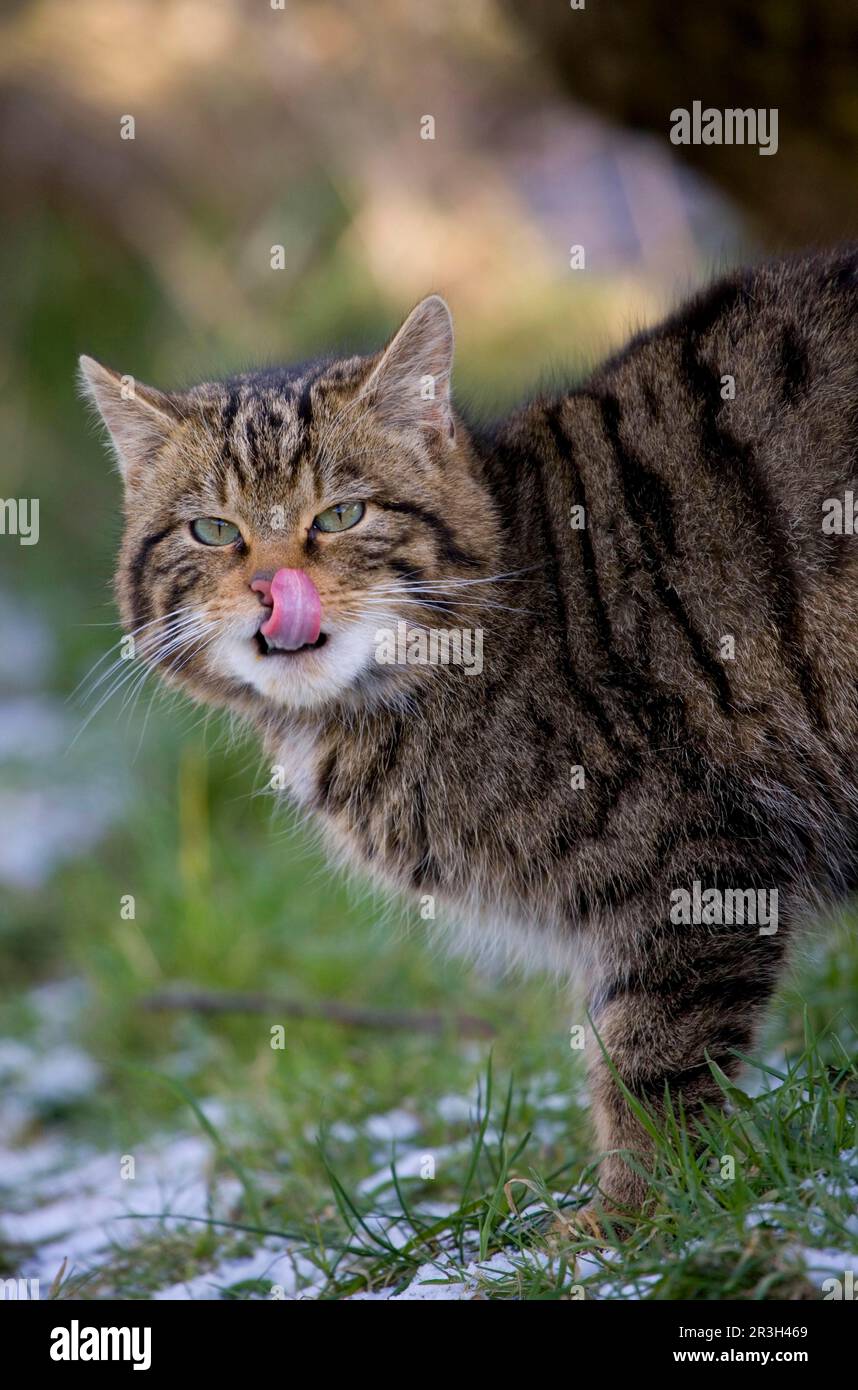 European Wild Cat (Felis silvestris grampia) Scottish race, adult ...