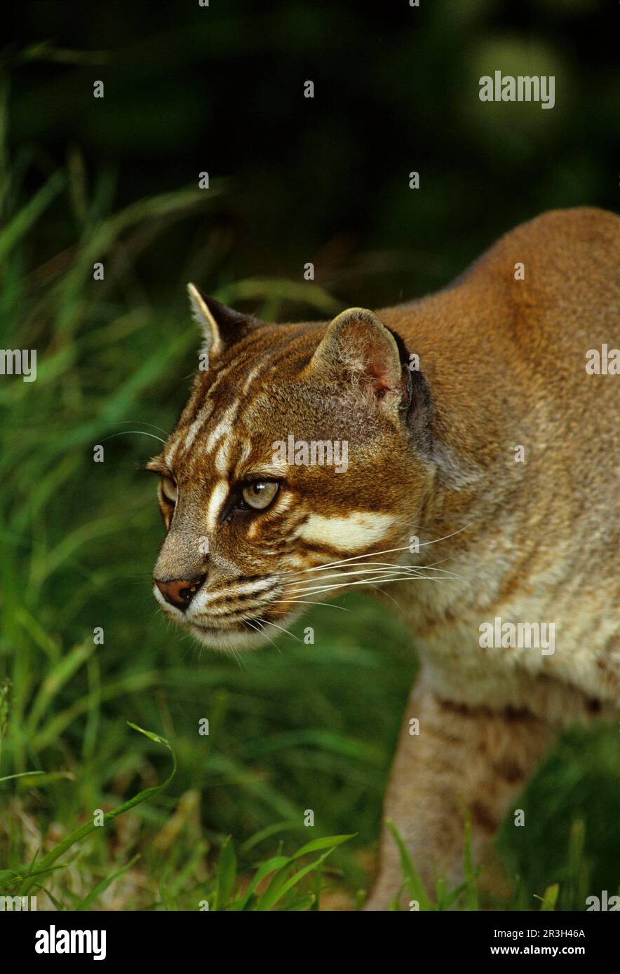 Golden cat hi-res stock photography and images - Alamy
