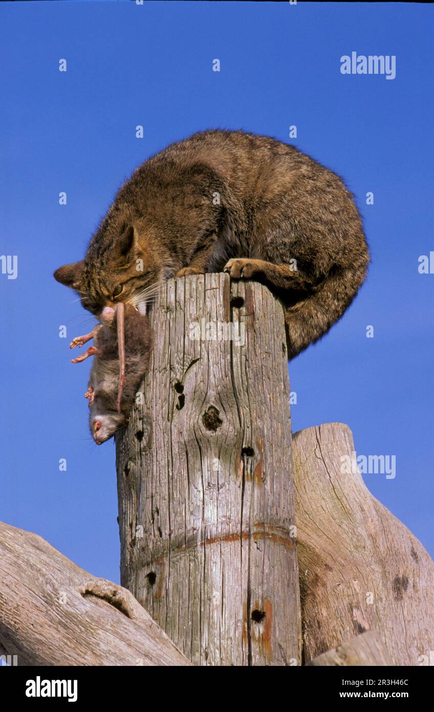 European wild cat, European wild cats, predators, mammals, animals ...