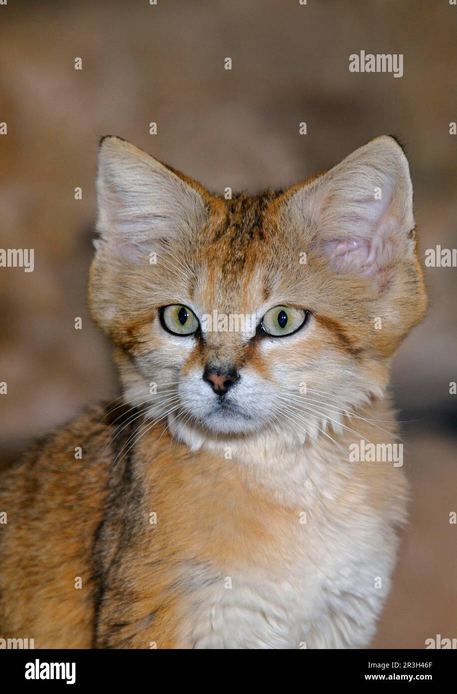 Sand cat (Felis margarita), Sand cats, sand cat, Desert cats, Predators ...