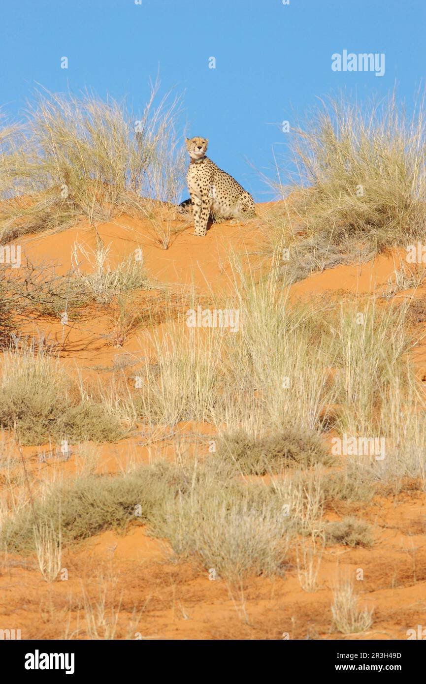 Cheetah (Acinonyx jubatus) adult, with radio collar, warming in the ...