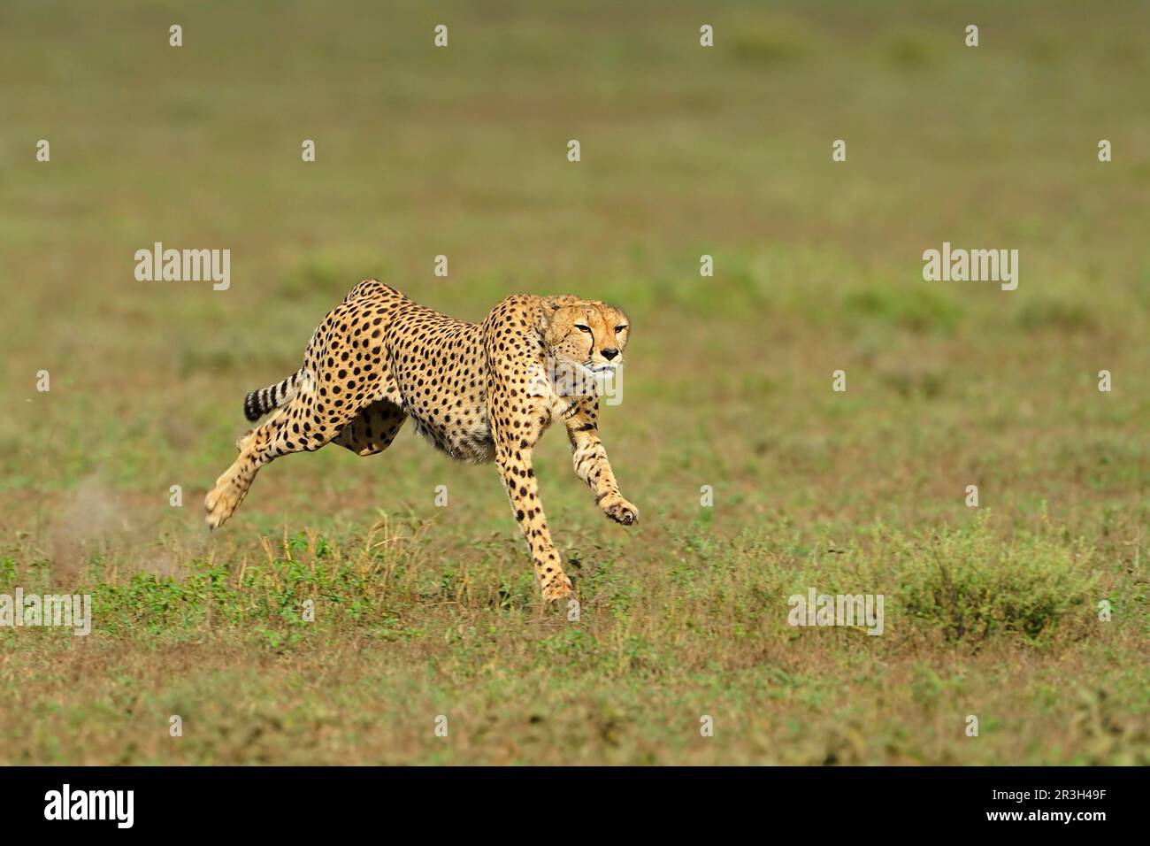 Grassland predators hi-res stock photography and images - Alamy
