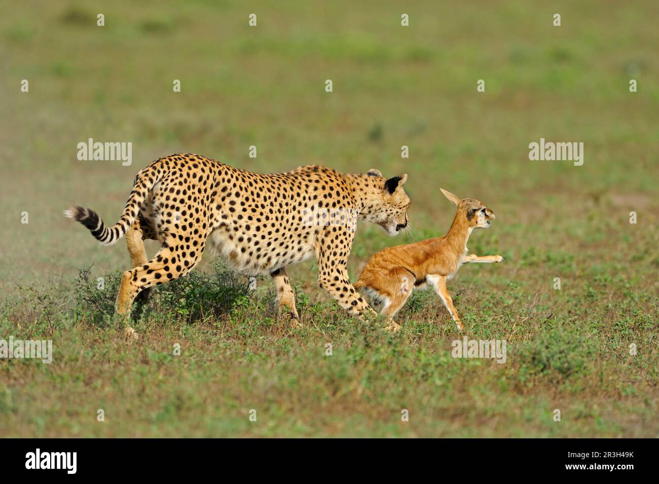 Cheetah Chasing Deer