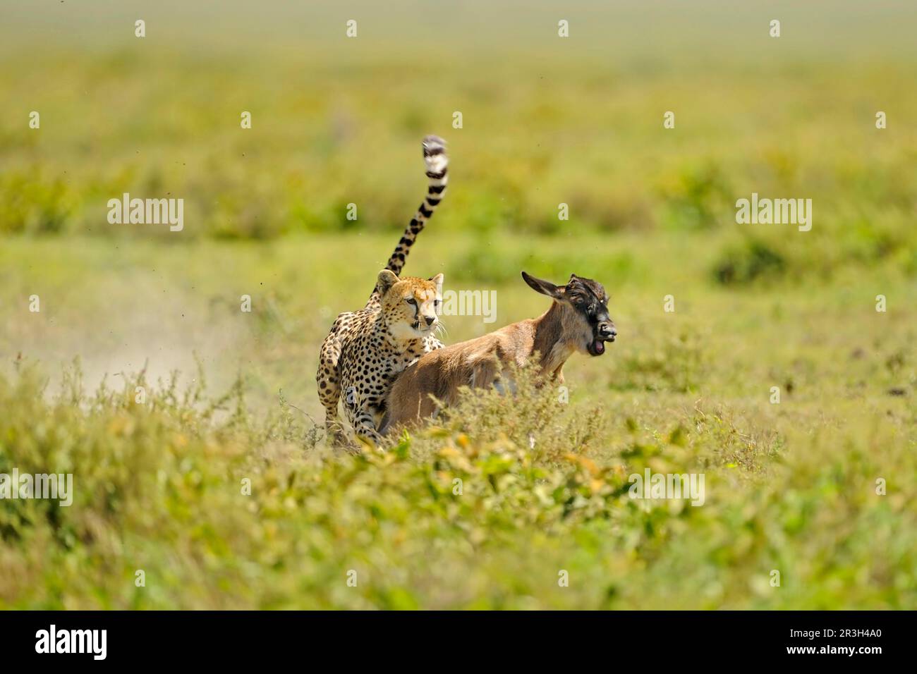Young white tailed gnu hi-res stock photography and images - Alamy