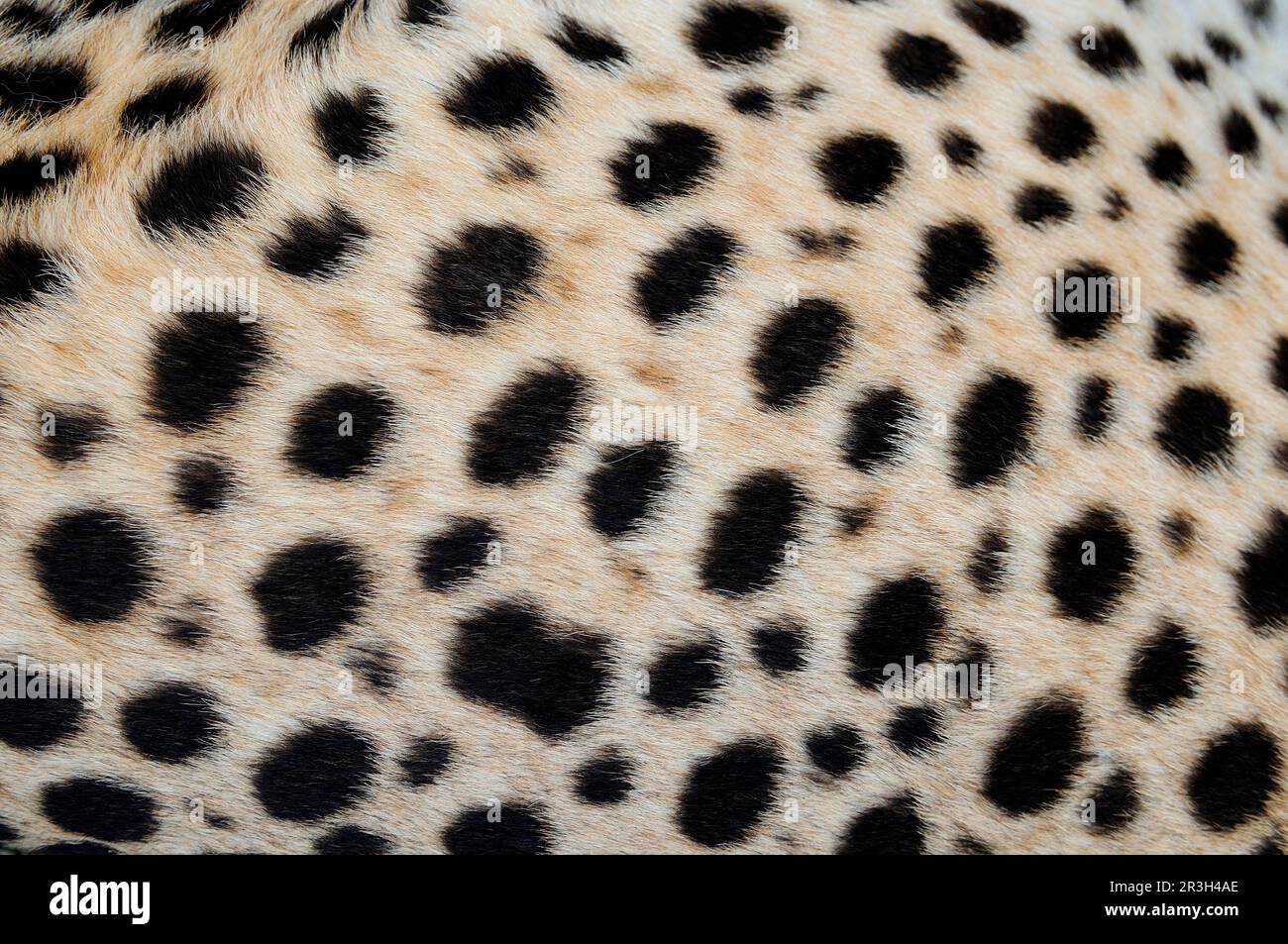 Cheetah (Acinonyx jubatus) adult, close-up of spotted fur markings ...