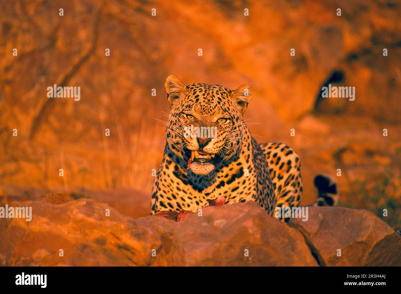 African Leopard Niche leopards (Panthera pardus), Predators, Mammals ...
