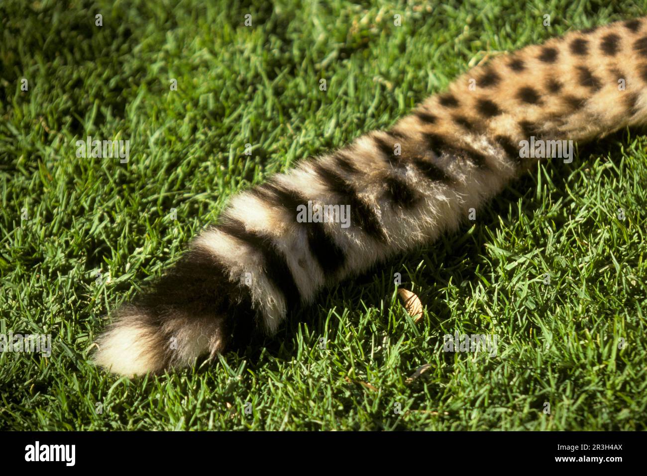 Cheetah tail hi-res stock photography and images - Alamy