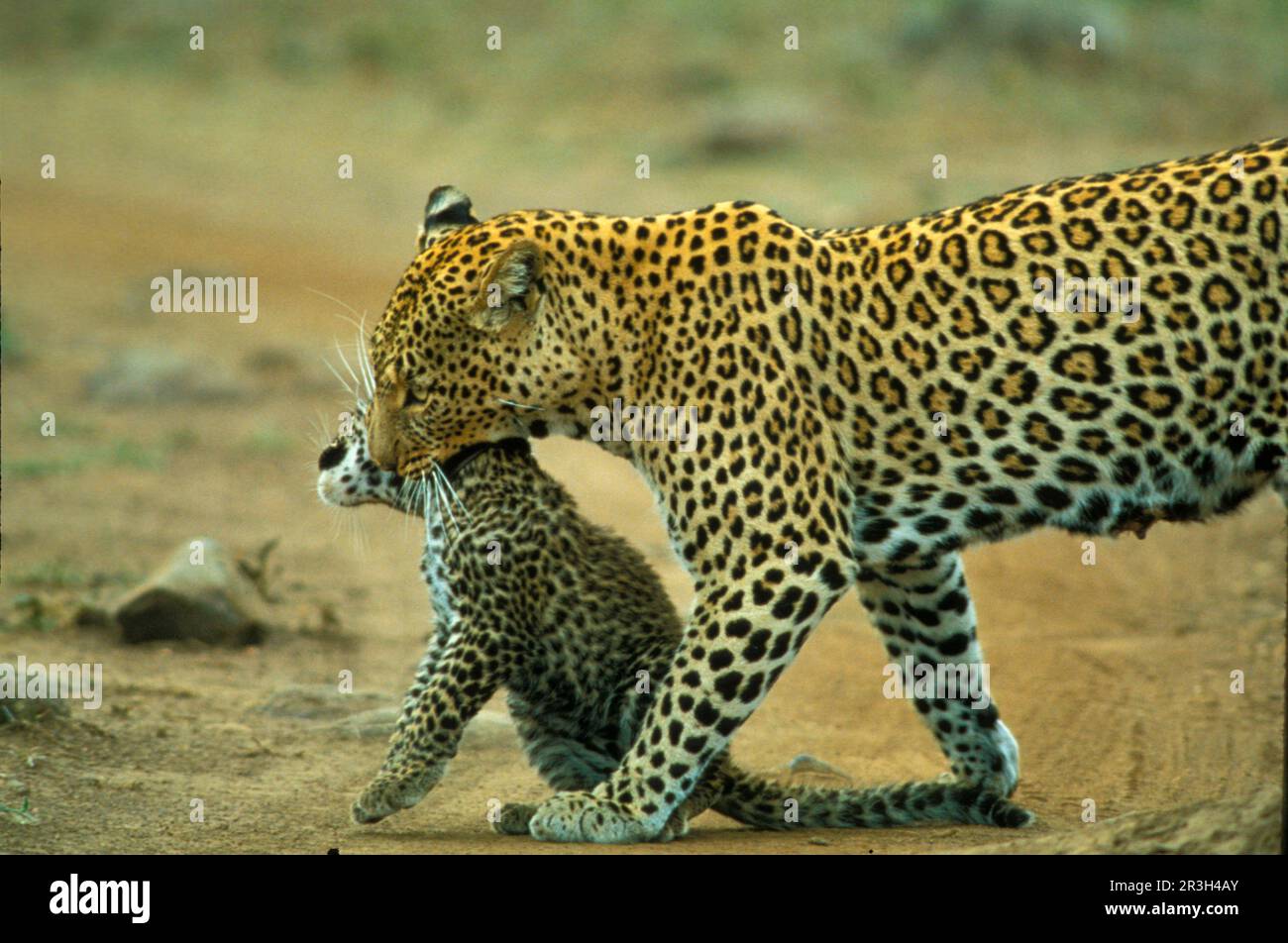 African Leopard Niche leopards (Panthera pardus), Predators, Mammals ...