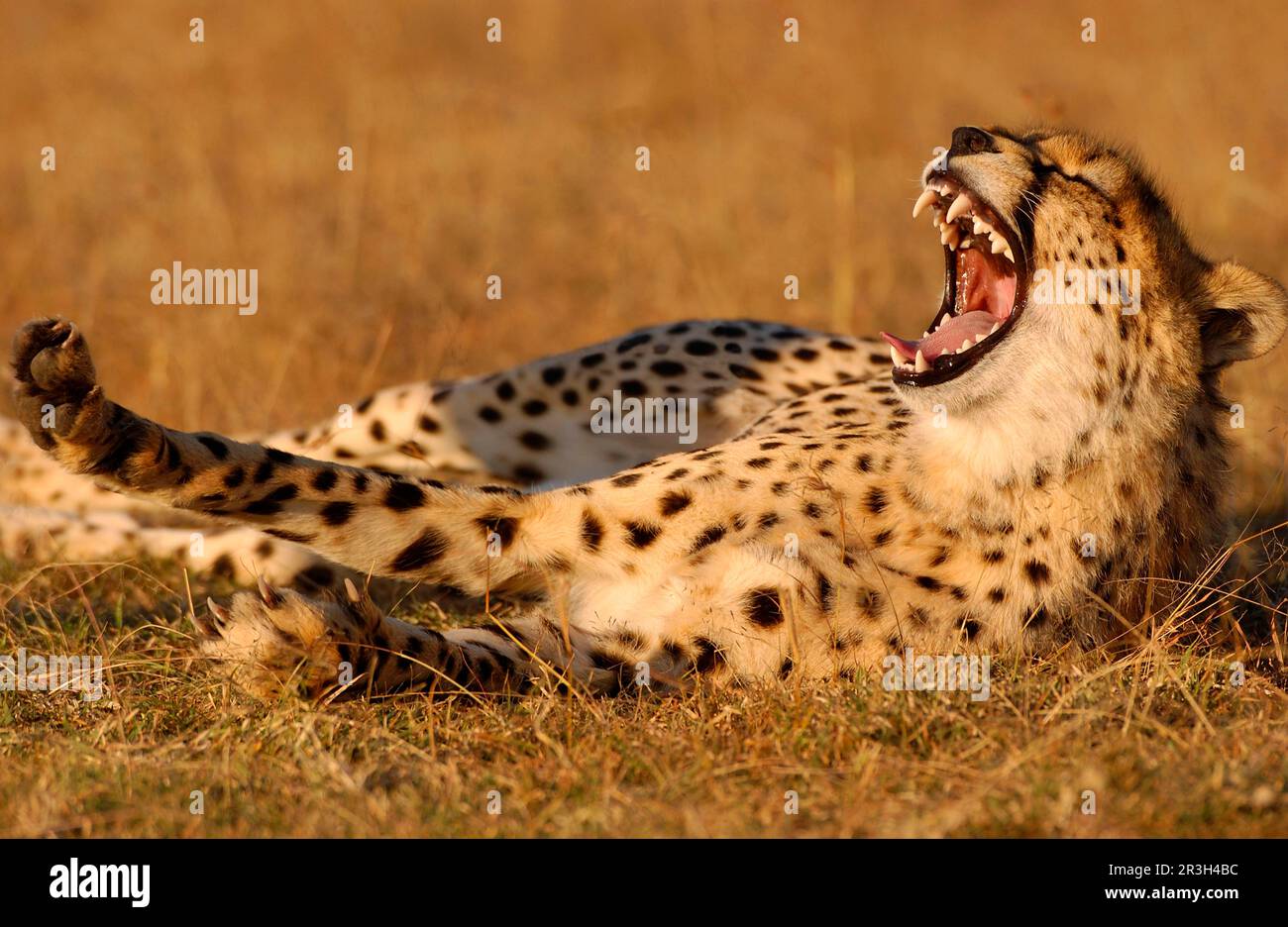 Cheetah stretching hi-res stock photography and images - Alamy