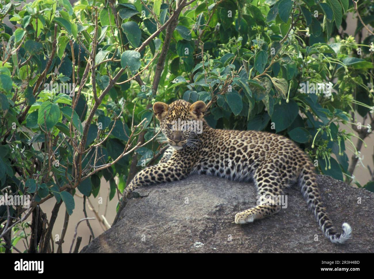 African Leopard Niche leopards (Panthera pardus), Predators, Mammals ...