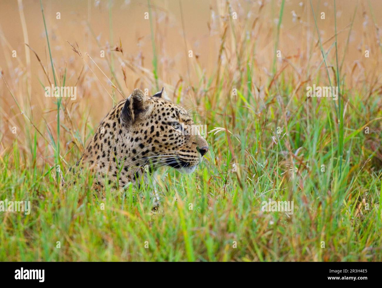 African leopard (Panthera pardus pardus) leopard niche Leopards ...