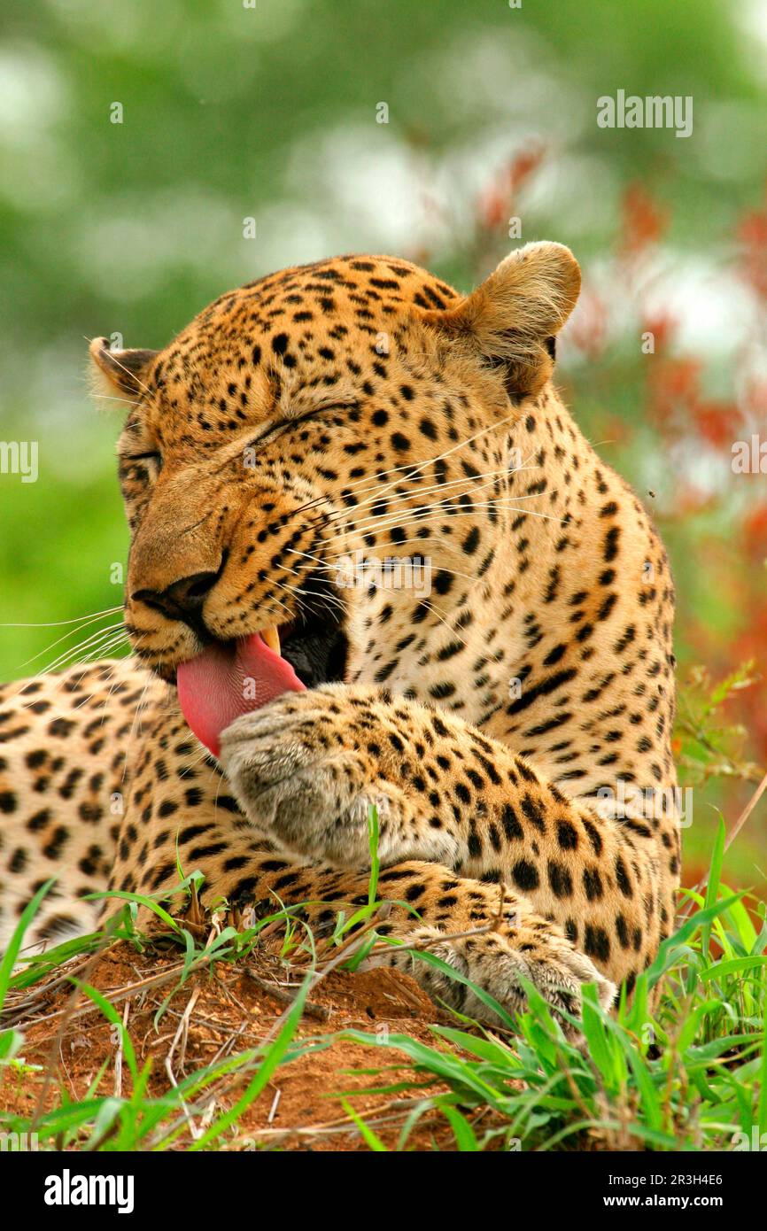 African leopard niche leopards (Panthera pardus), predators, mammals ...